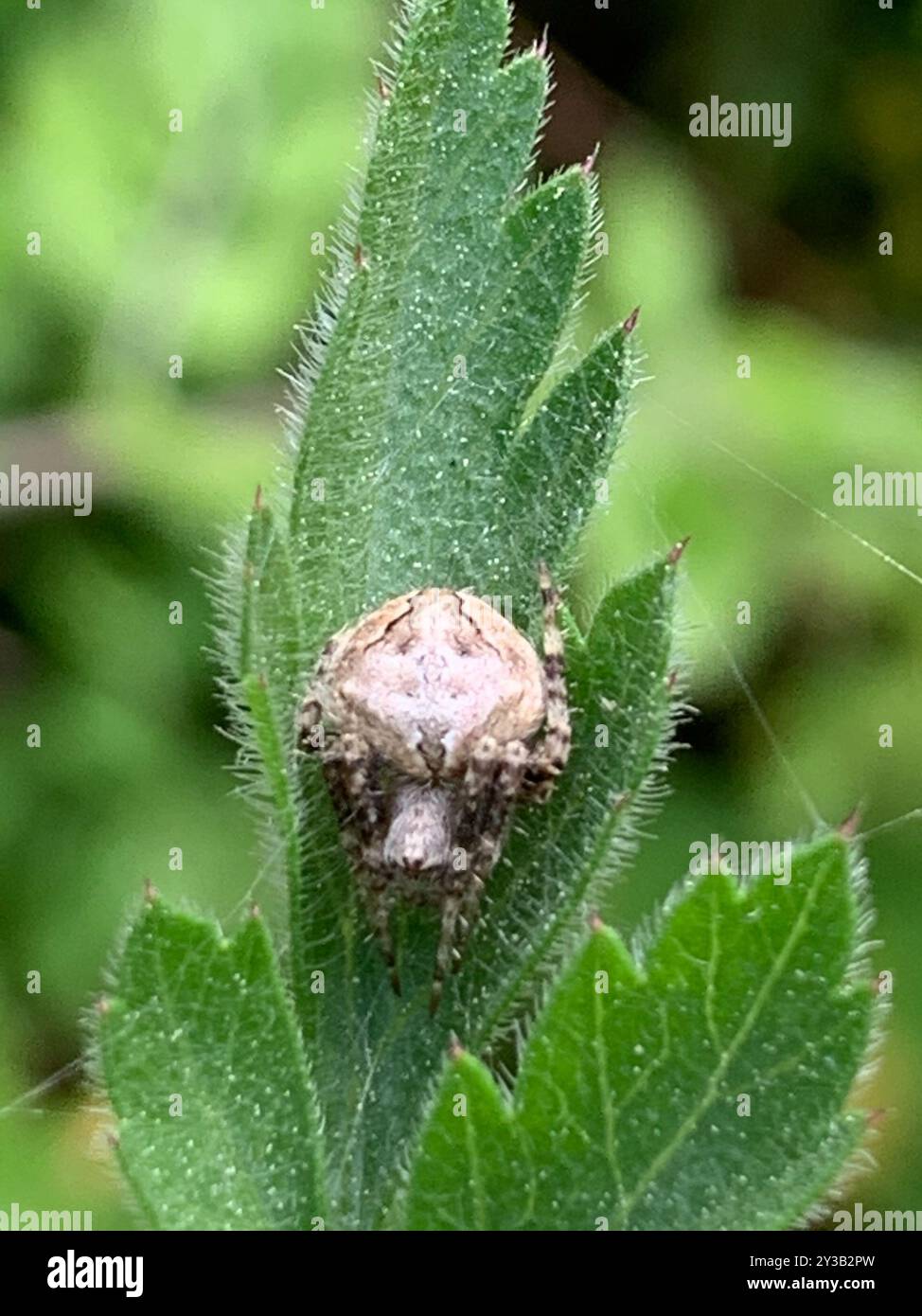 Common Hairy Field Spider (Neoscona subfusca) Arachnida Stock Photo - Alamy