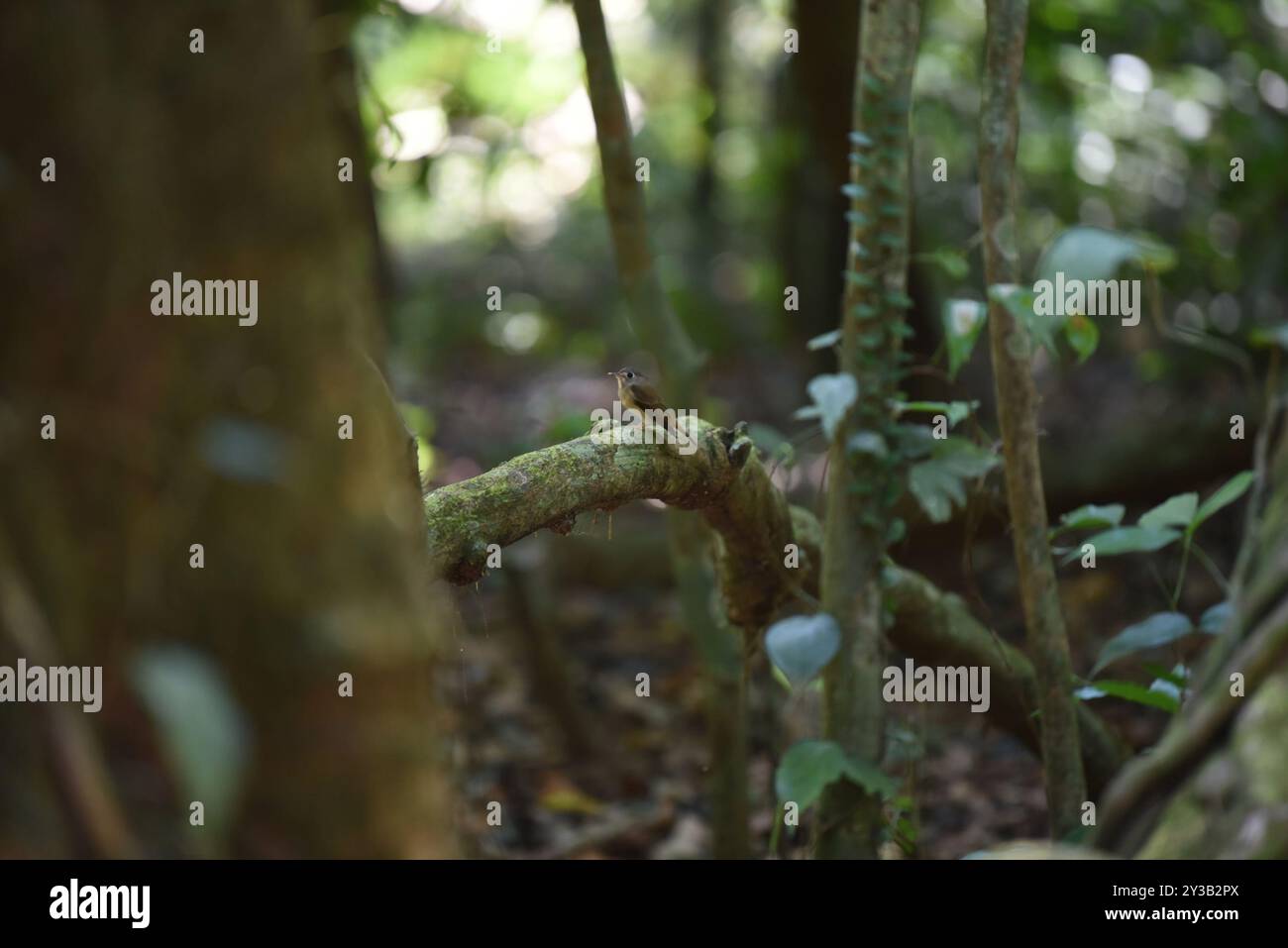 Rusty-tailed Flycatcher (Ficedula ruficauda) Aves Stock Photo - Alamy