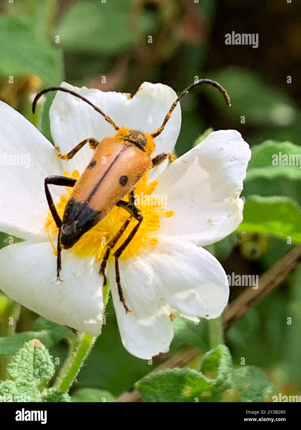 (Vadonia bisignata) Insecta Stock Photo - Alamy