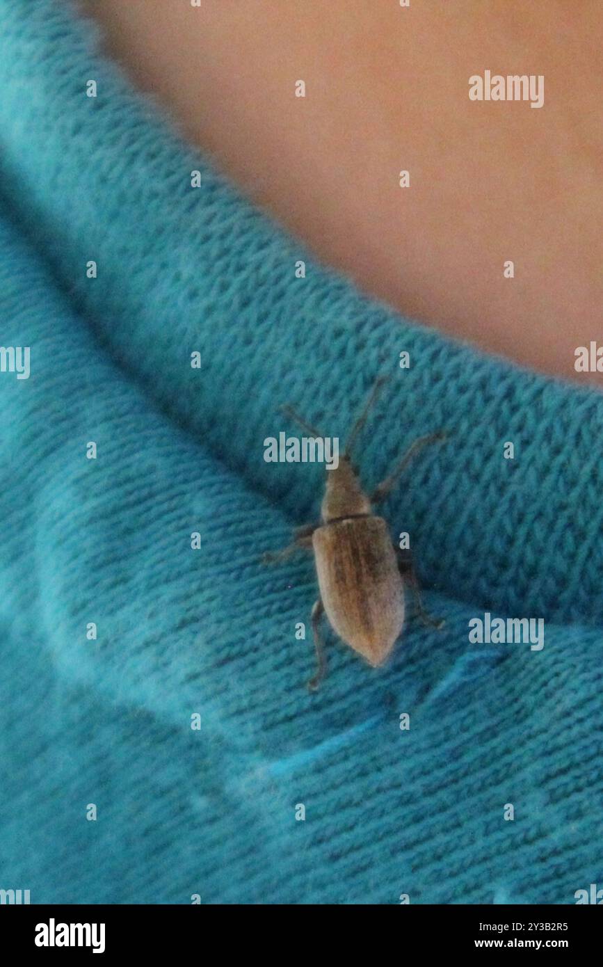 Common Leaf Weevil (Phyllobius pyri) Insecta Stock Photo - Alamy