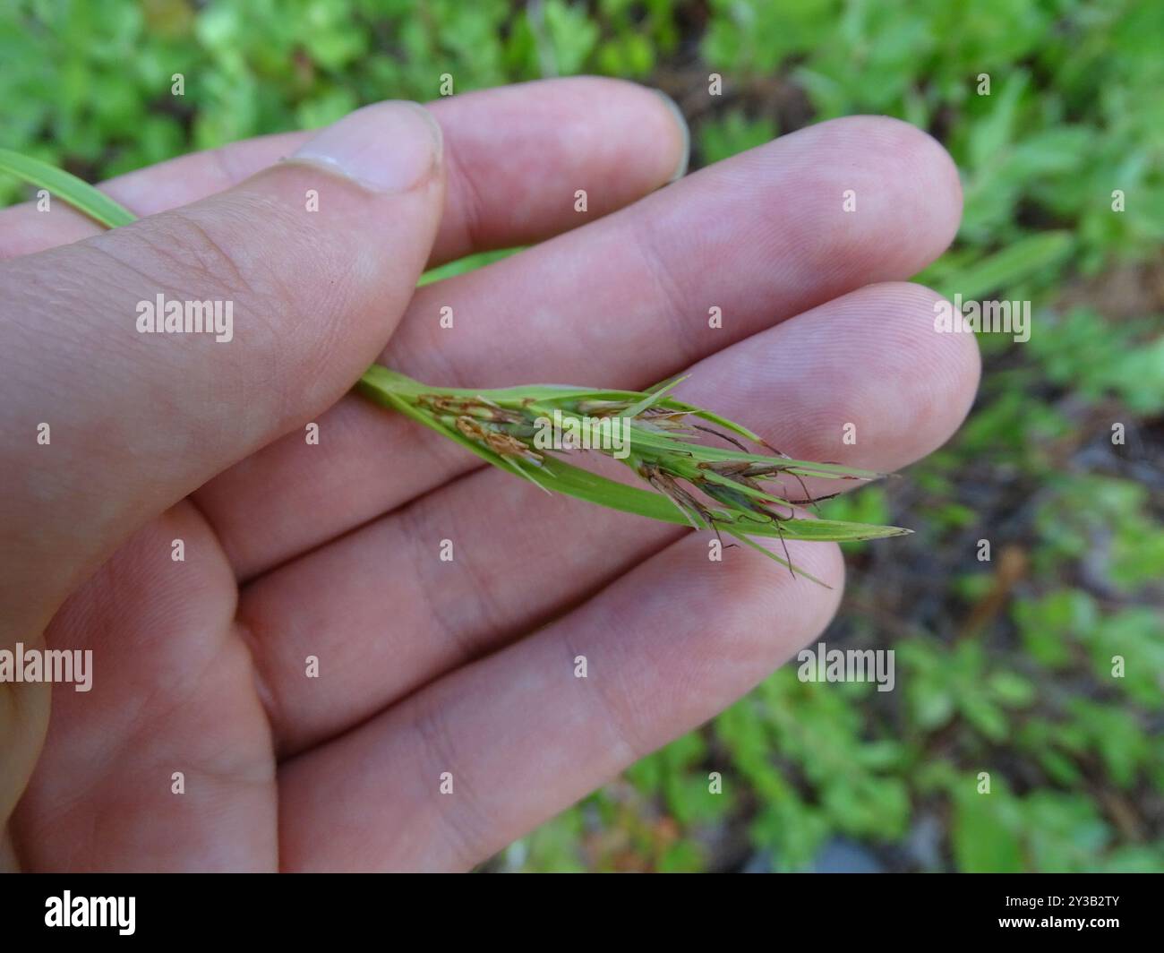Whip Nutrush (Scleria triglomerata) Plantae Stock Photo - Alamy