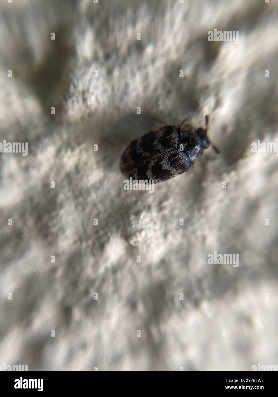 Australian Carpet Beetle (Anthrenocerus australis) Insecta Stock Photo ...