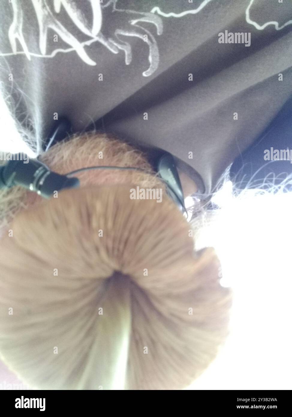 Straight-stalked Entoloma (Entoloma strictius) Fungi Stock Photo - Alamy