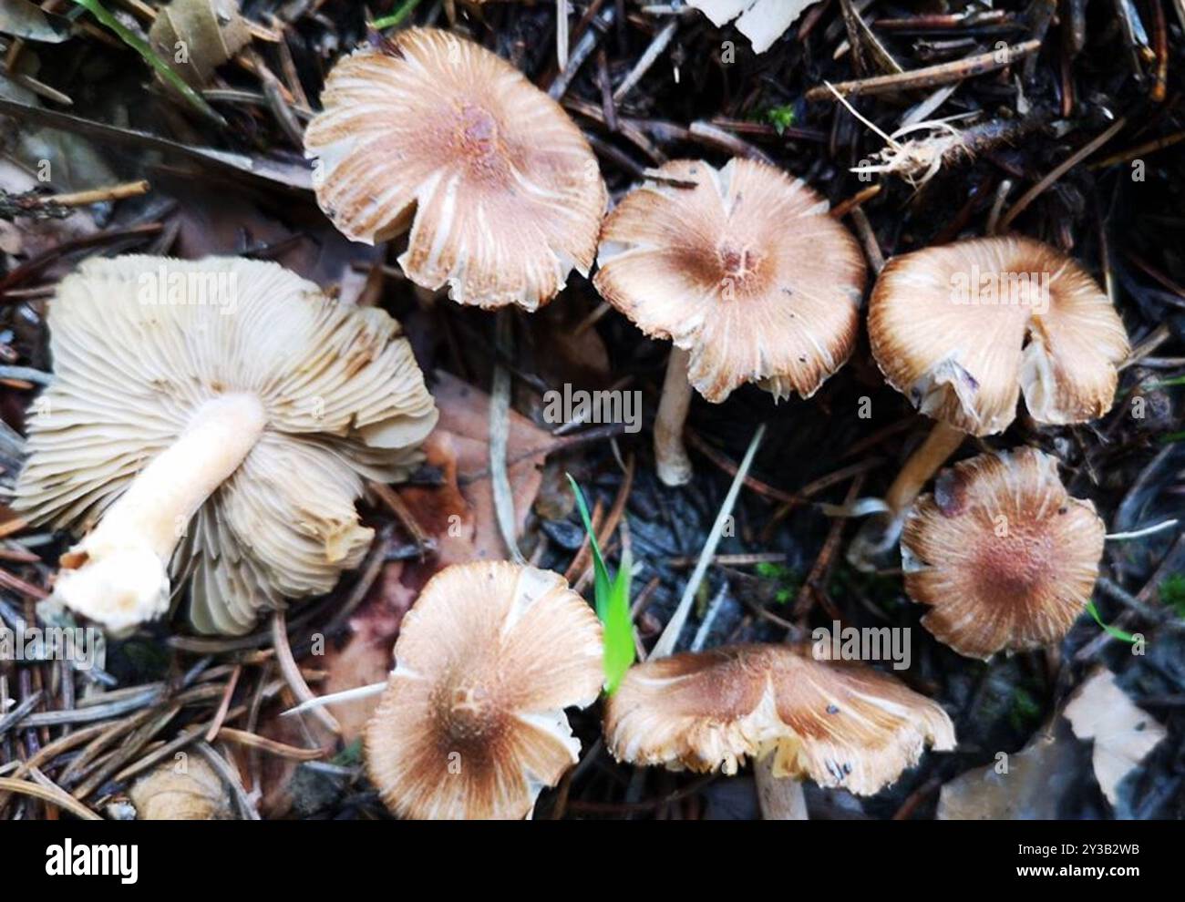 Inocybe flocculosa hi-res stock photography and images - Alamy