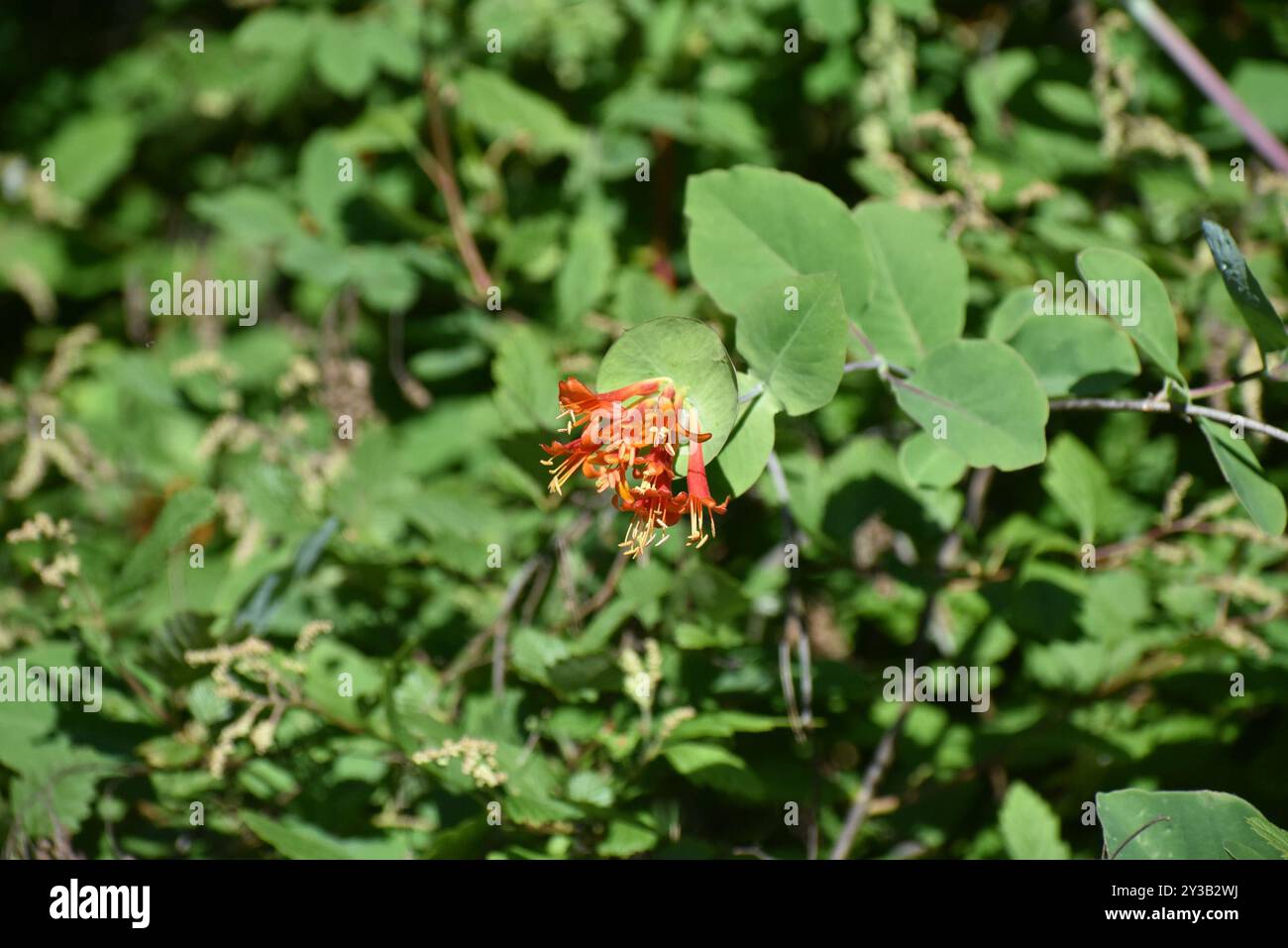 orange honeysuckle (Lonicera ciliosa) Plantae Stock Photo - Alamy