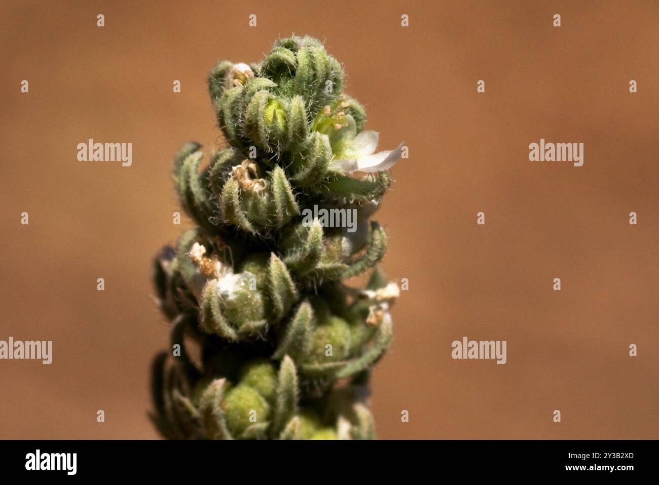 dwarf germander (Teucrium depressum) Plantae Stock Photo - Alamy
