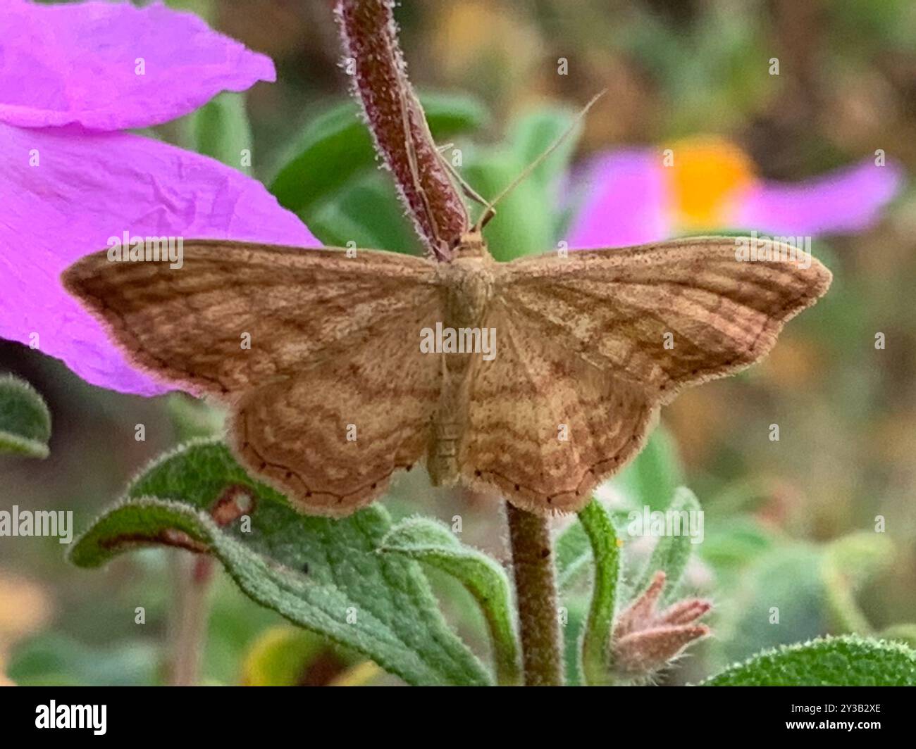Bright Wave (Idaea ochrata) Insecta Stock Photo - Alamy