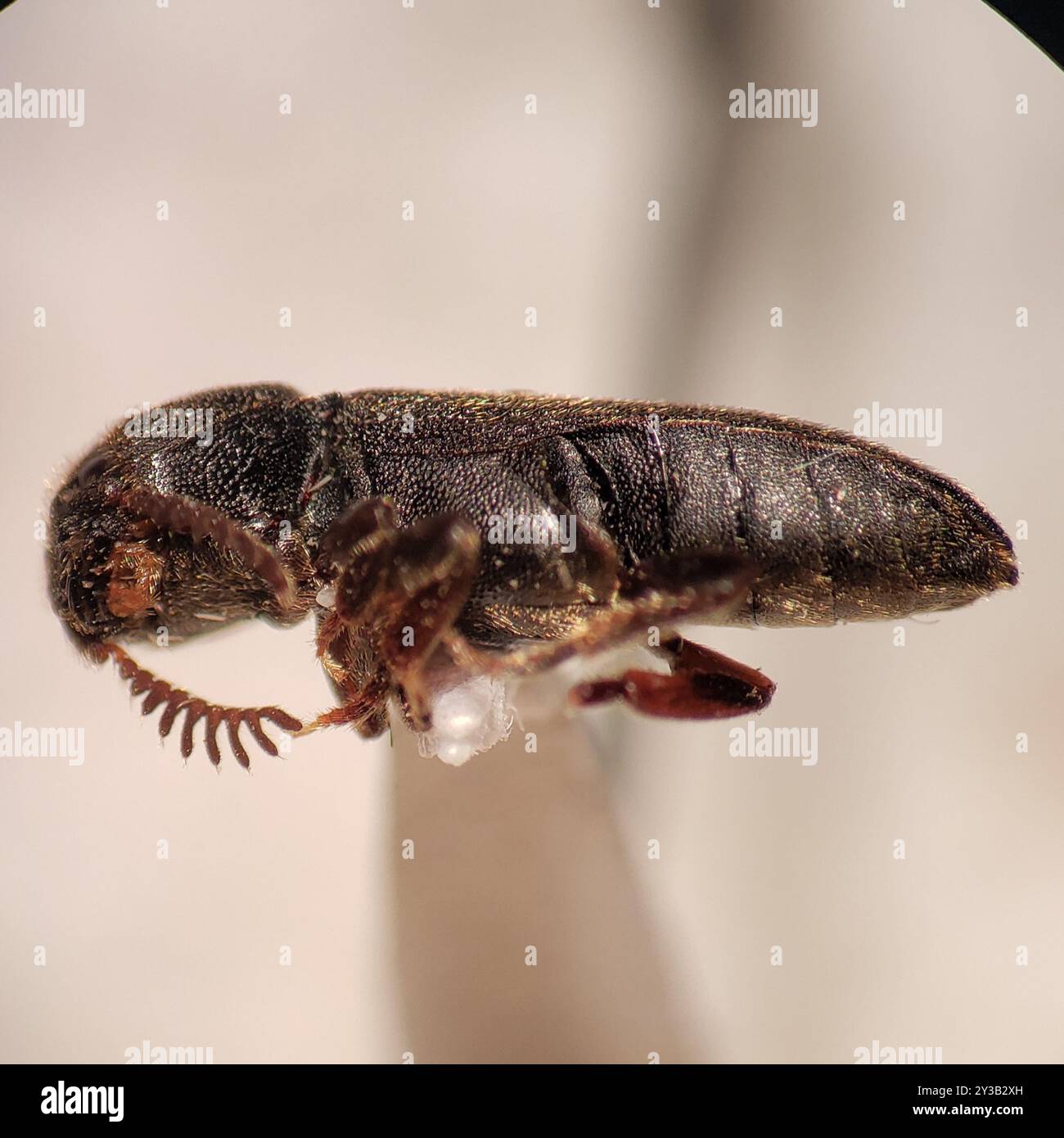 False Click Beetles (Eucnemidae) Insecta Stock Photo - Alamy