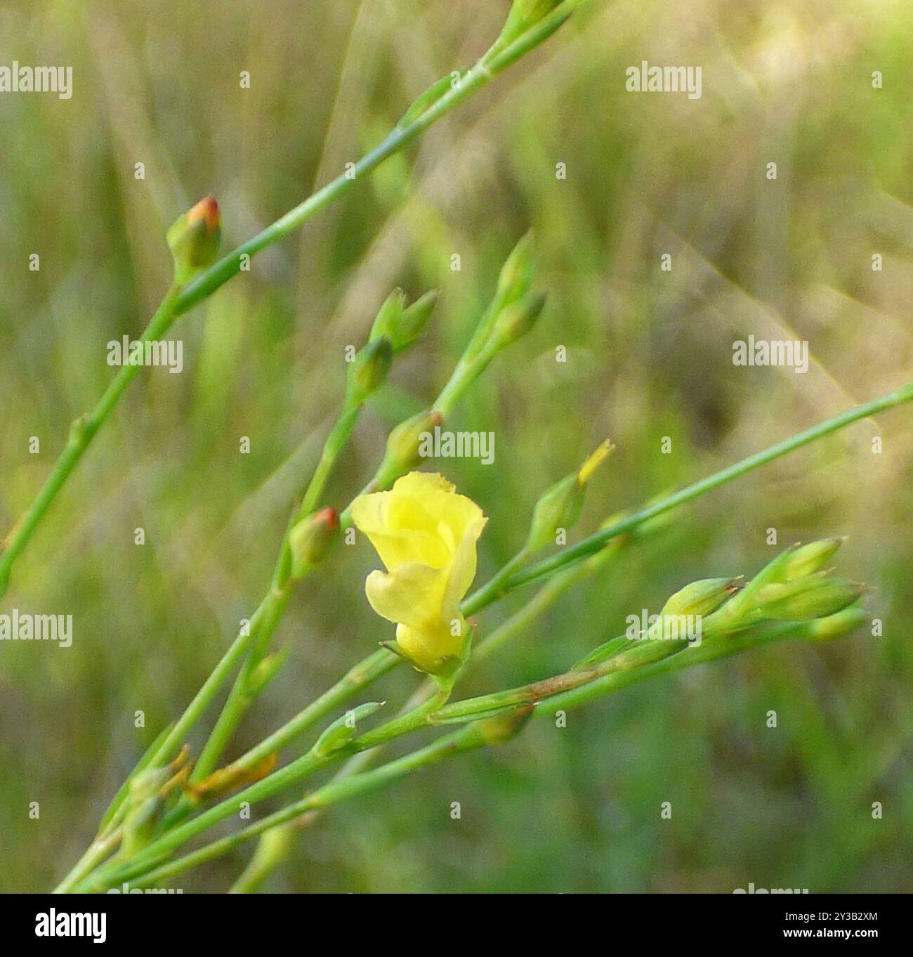 Florida Yellow Flax (Linum floridanum) Plantae Stock Photo - Alamy