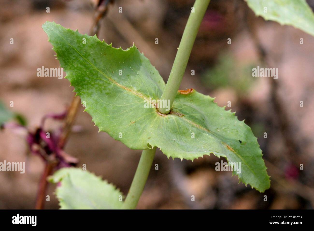 desert penstemon (Penstemon pseudospectabilis) Plantae Stock Photo - Alamy
