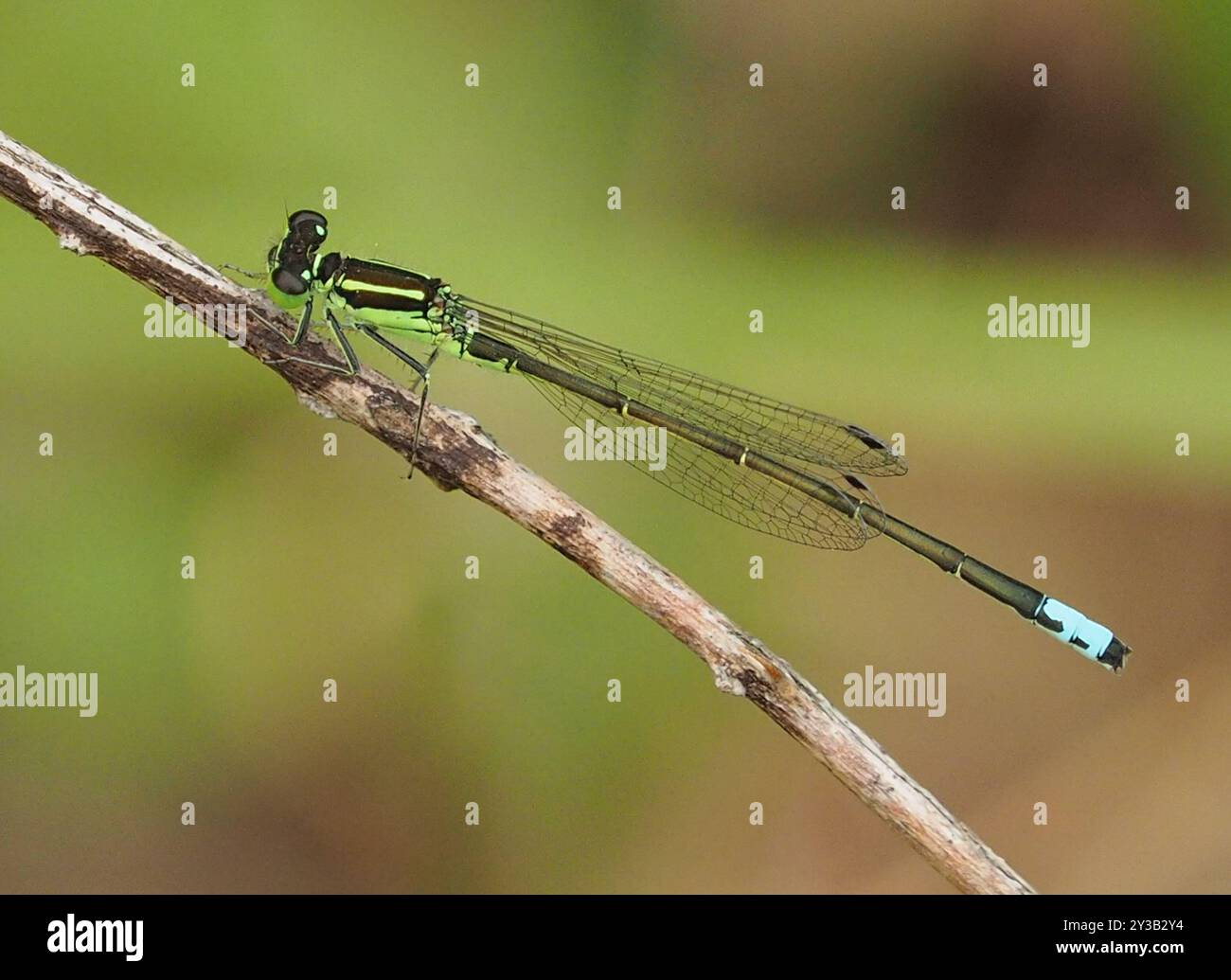 Eastern Forktail (Ischnura verticalis) Insecta Stock Photo - Alamy