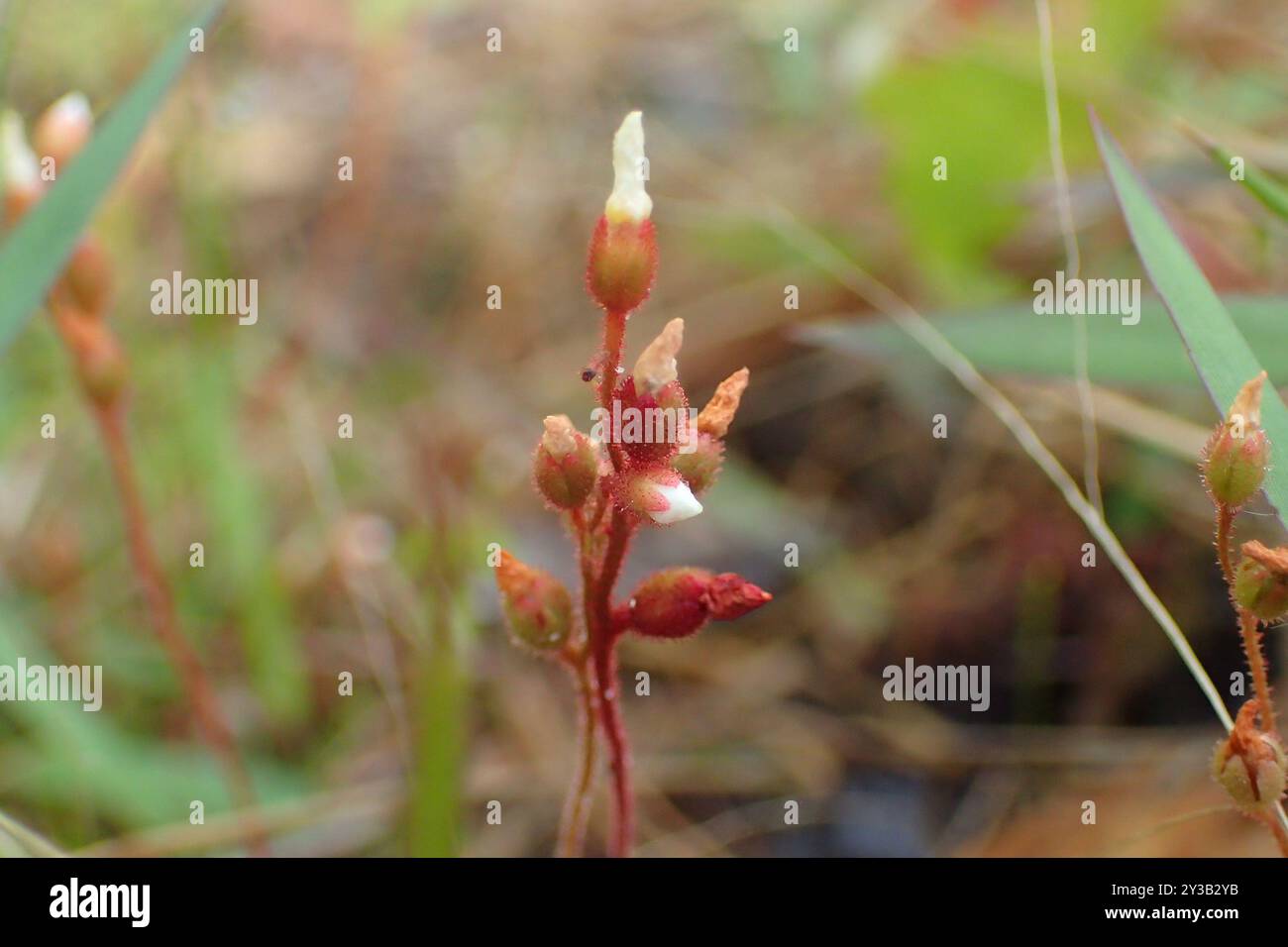 dwarf sundew (Drosera brevifolia) Plantae Stock Photo - Alamy
