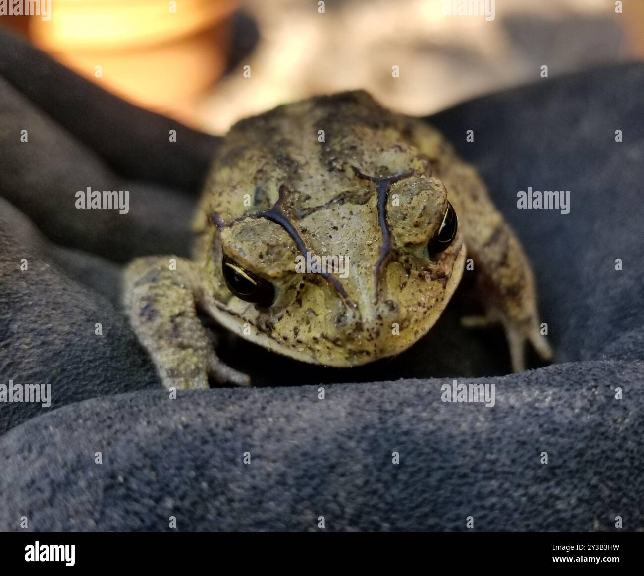 Gulf Coast Toad (Incilius nebulifer) Amphibia Stock Photo - Alamy