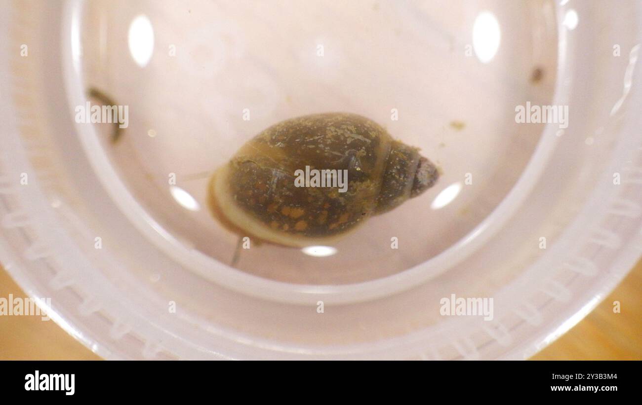 Bladder Snails (Physidae) Mollusca Stock Photo - Alamy