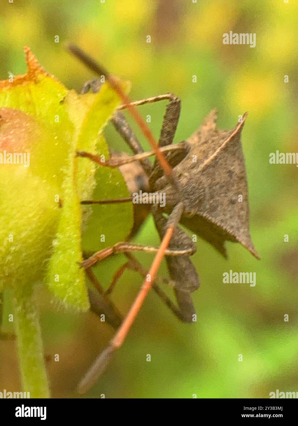 Dock Bug (Coreus marginatus) Insecta Stock Photo - Alamy