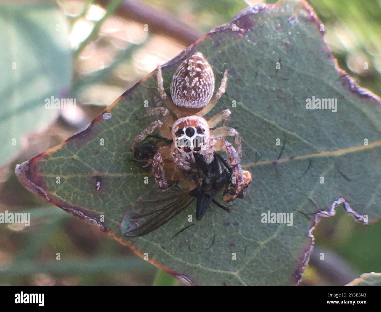 Cyclops Jumping Spider (Opisthoncus polyphemus) Arachnida Stock Photo ...