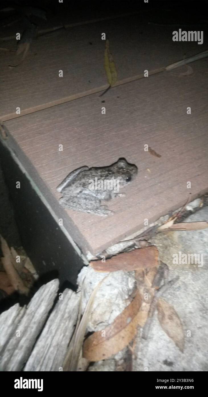 Peron's Laughing Tree Frog (Litoria peronii) Amphibia Stock Photo - Alamy