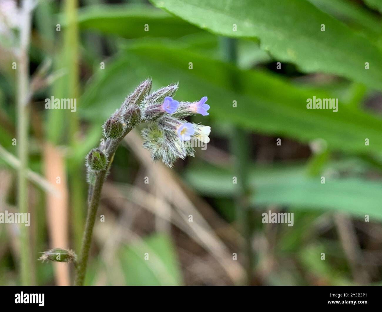 Changing Forget-me-not (Myosotis discolor) Plantae Stock Photo - Alamy