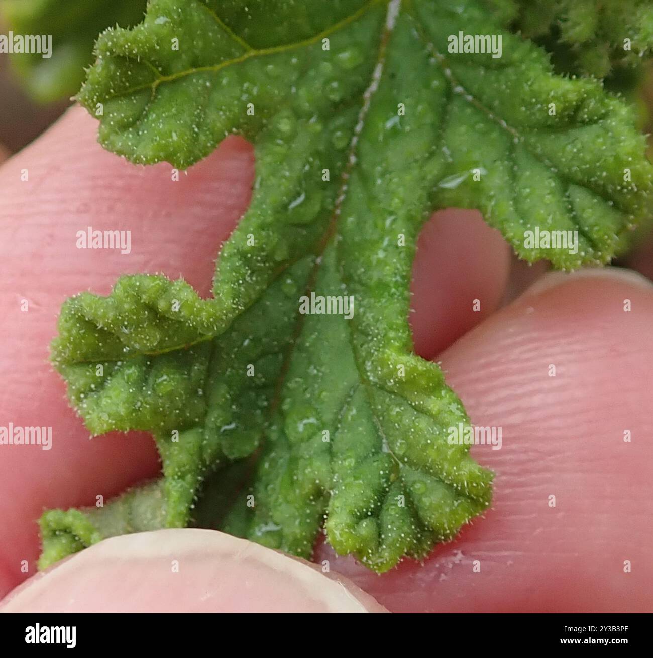 oak-leaved geranium (Pelargonium quercifolium) Plantae Stock Photo - Alamy