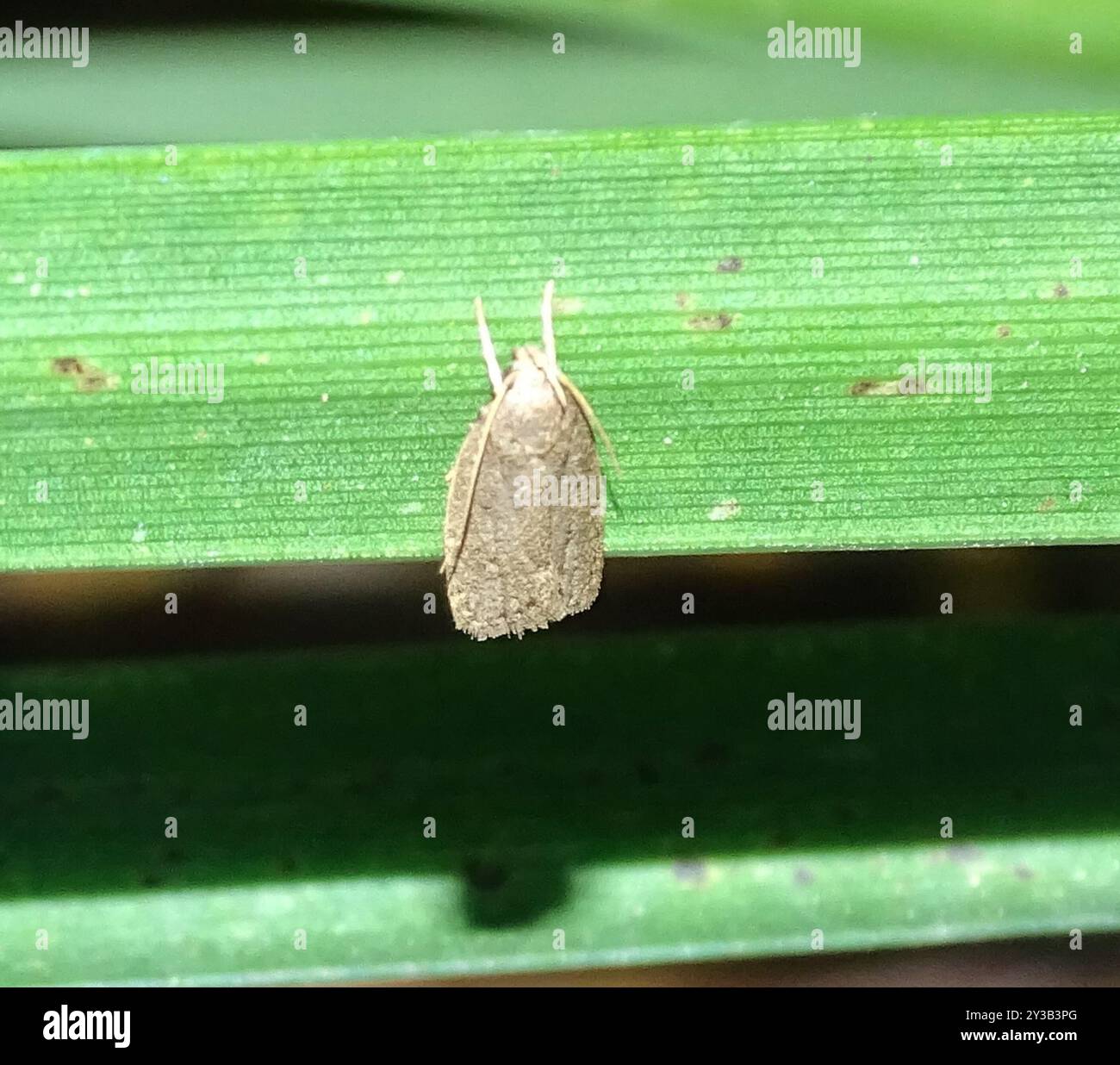 Curved-horn Moths (Gelechioidea) Insecta Stock Photo - Alamy