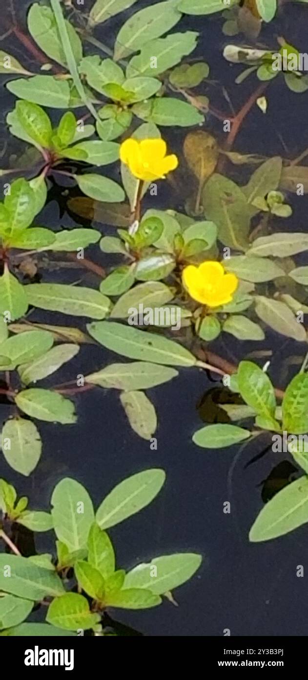 floating primrose-willow (Ludwigia peploides) Plantae Stock Photo - Alamy