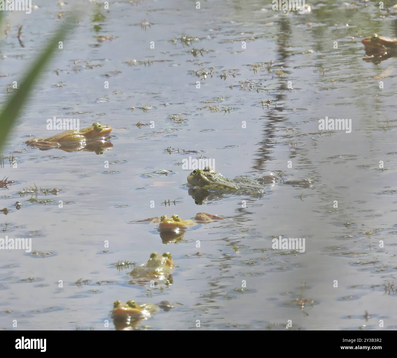 Pool frog complex and its kleptons (Pelophylax lessonae) Amphibia Stock ...