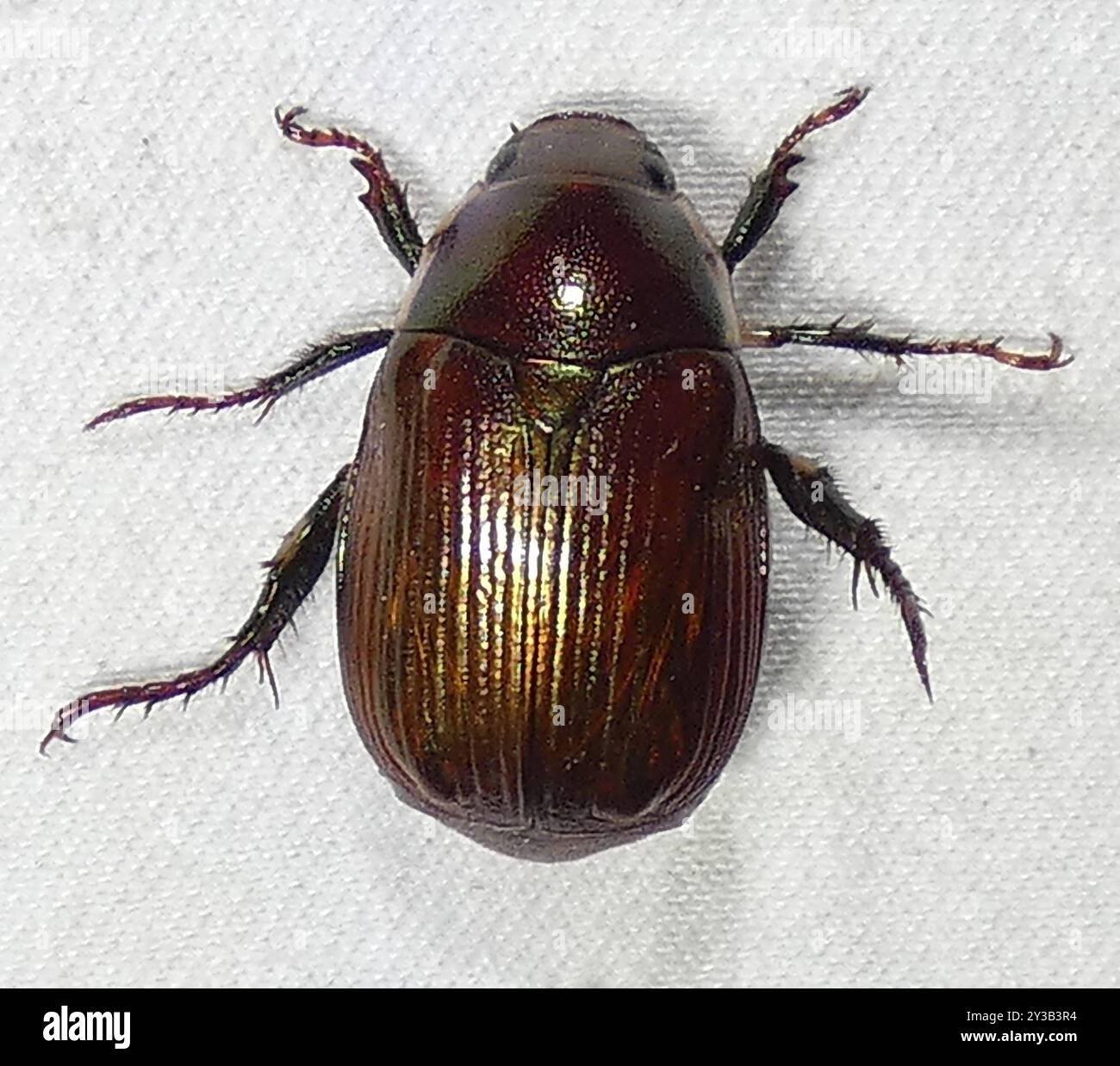Margined Shining Leaf Chafer (Callistethus marginatus) Insecta Stock ...