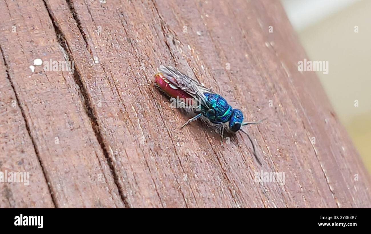 Ruby-tailed Cuckoo Wasps (Chrysis ignita) Insecta Stock Photo - Alamy