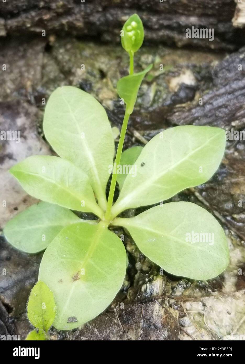 seaside brookweed (Samolus parviflorus) Plantae Stock Photo - Alamy