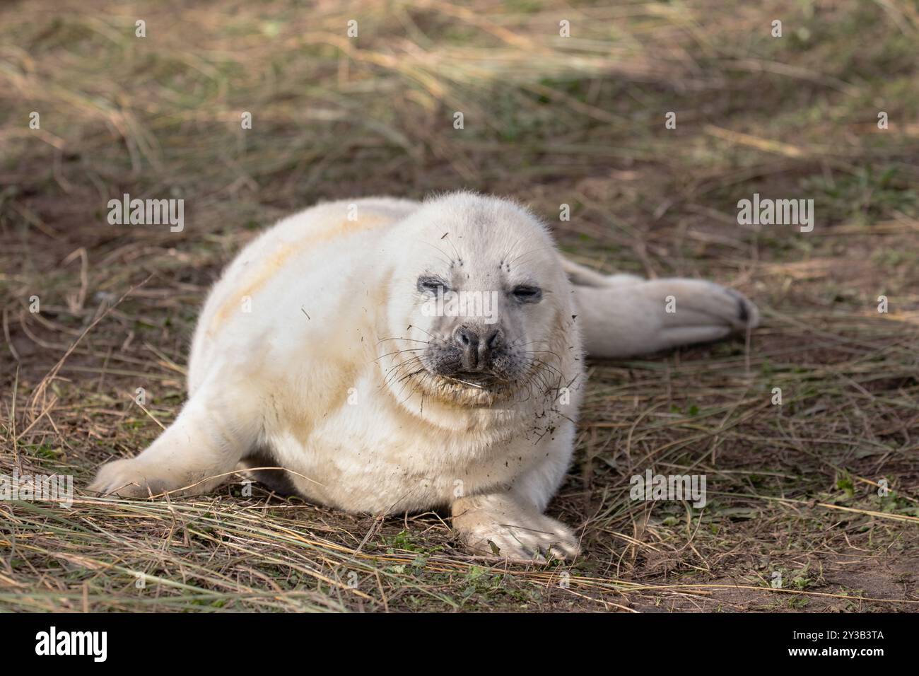 A grey seal pup born in the wild that's only a few weeks old Stock ...