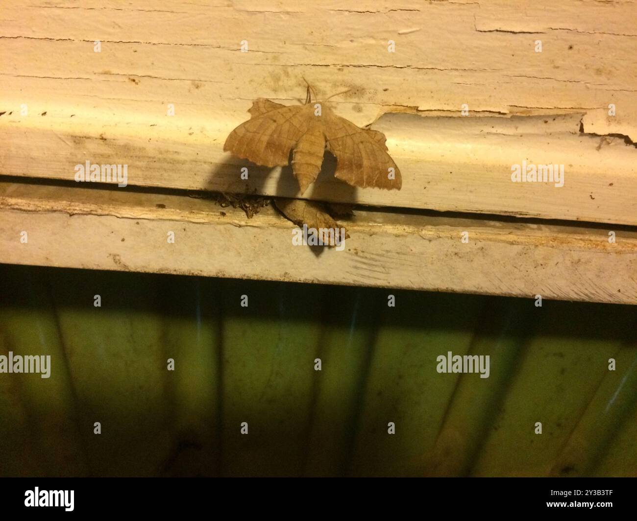 Walnut Sphinx (Amorpha juglandis) Insecta Stock Photo - Alamy