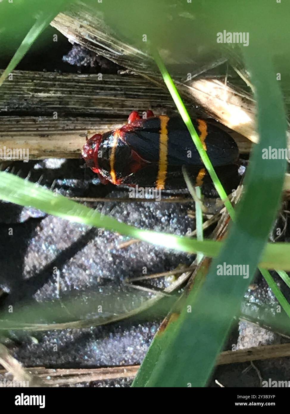 Two-lined Spittlebug (Prosapia bicincta) Insecta Stock Photo - Alamy
