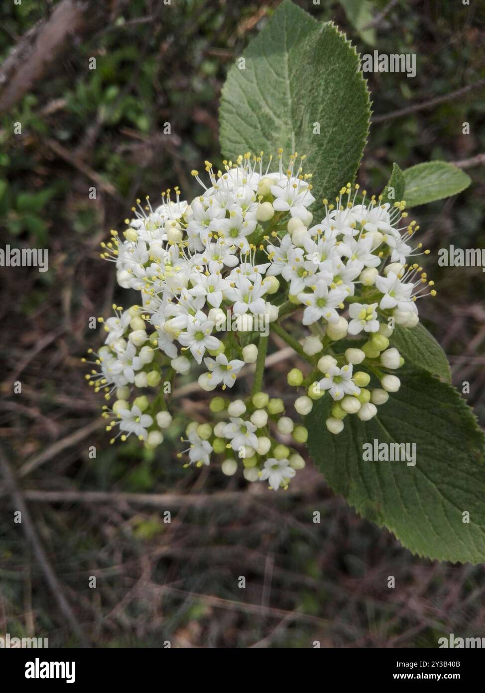 Wayfaring-tree (Viburnum lantana) Plantae Stock Photo - Alamy