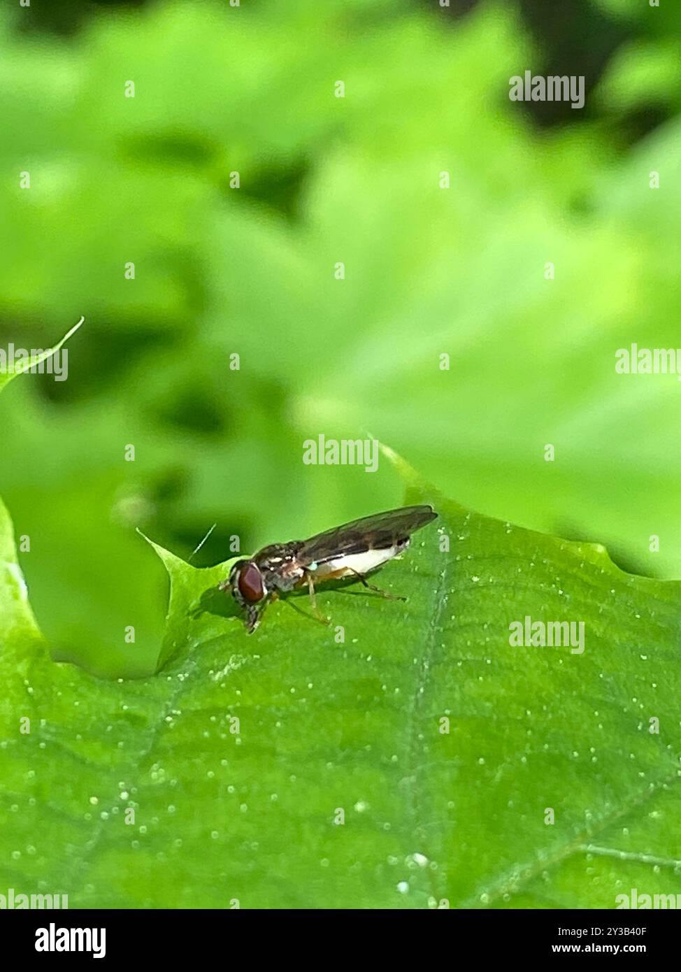 Ladder-backed Hover Fly (Melanostoma scalare) Insecta Stock Photo - Alamy