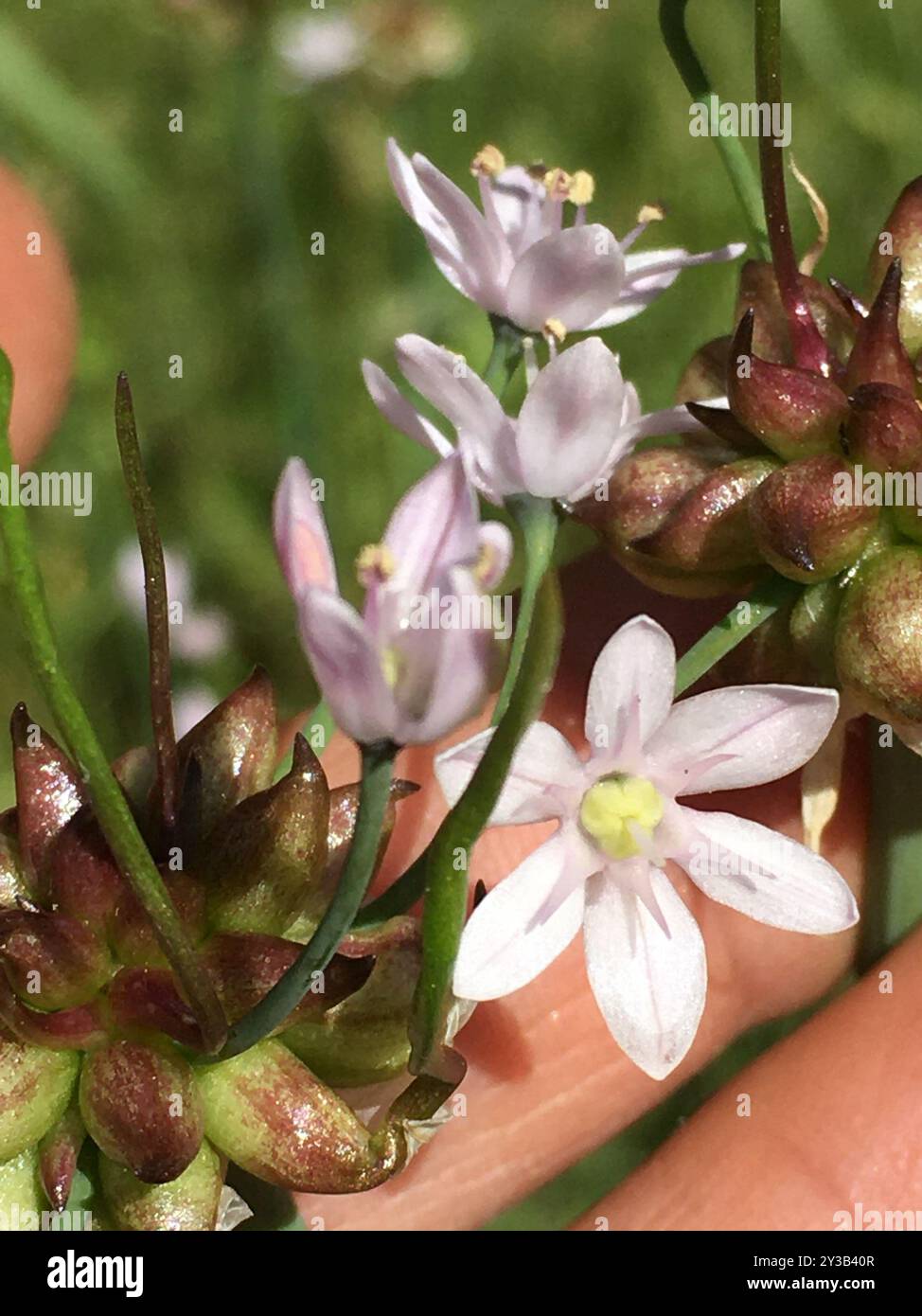 Canadian Meadow garlic (Allium canadense) Plantae Stock Photo - Alamy