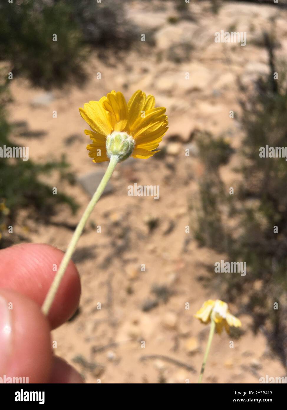 Stemmy Four-nerved Daisy (Tetraneuris scaposa) Plantae Stock Photo - Alamy