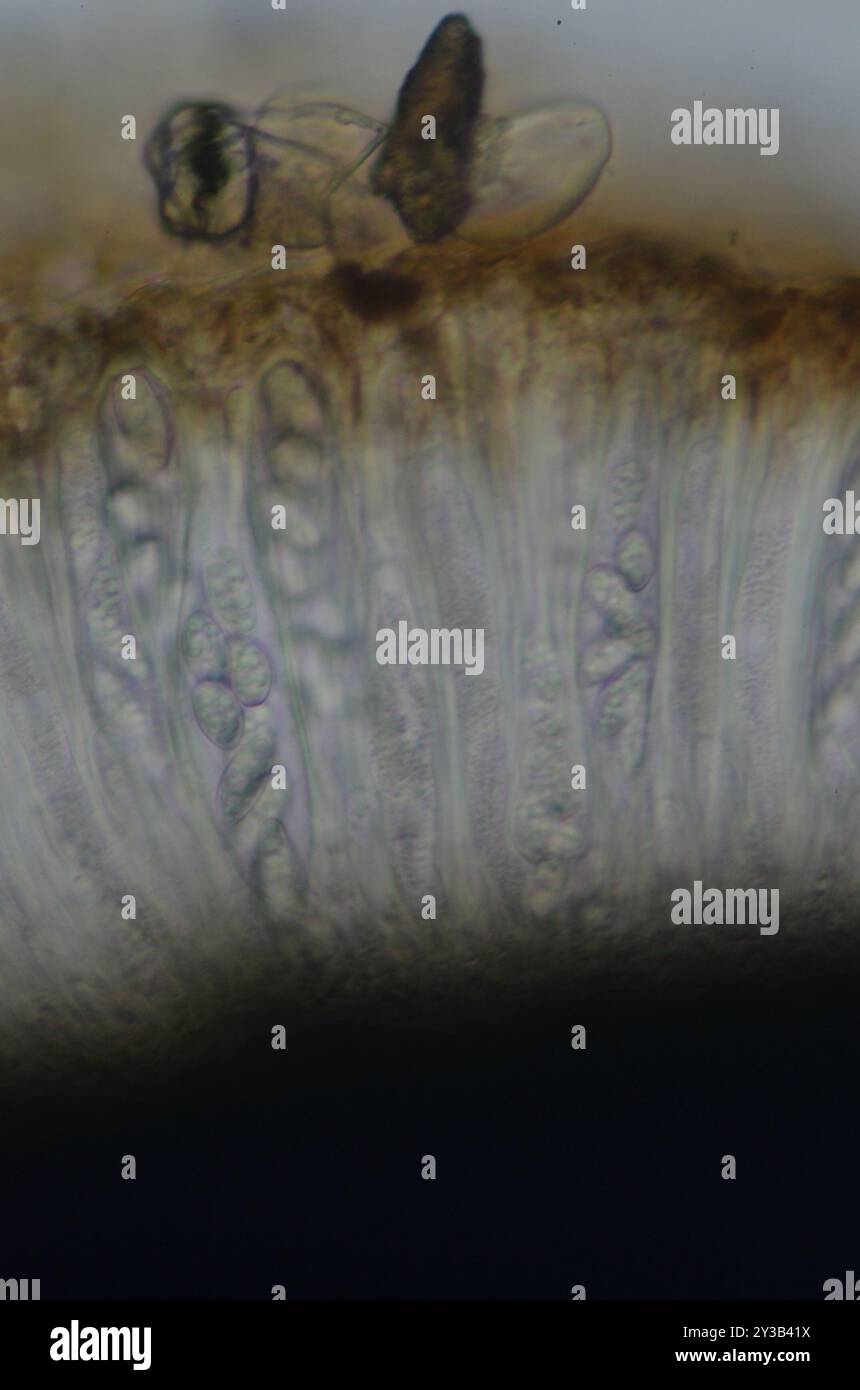 (Porpidia thomsonii) Fungi Stock Photo - Alamy
