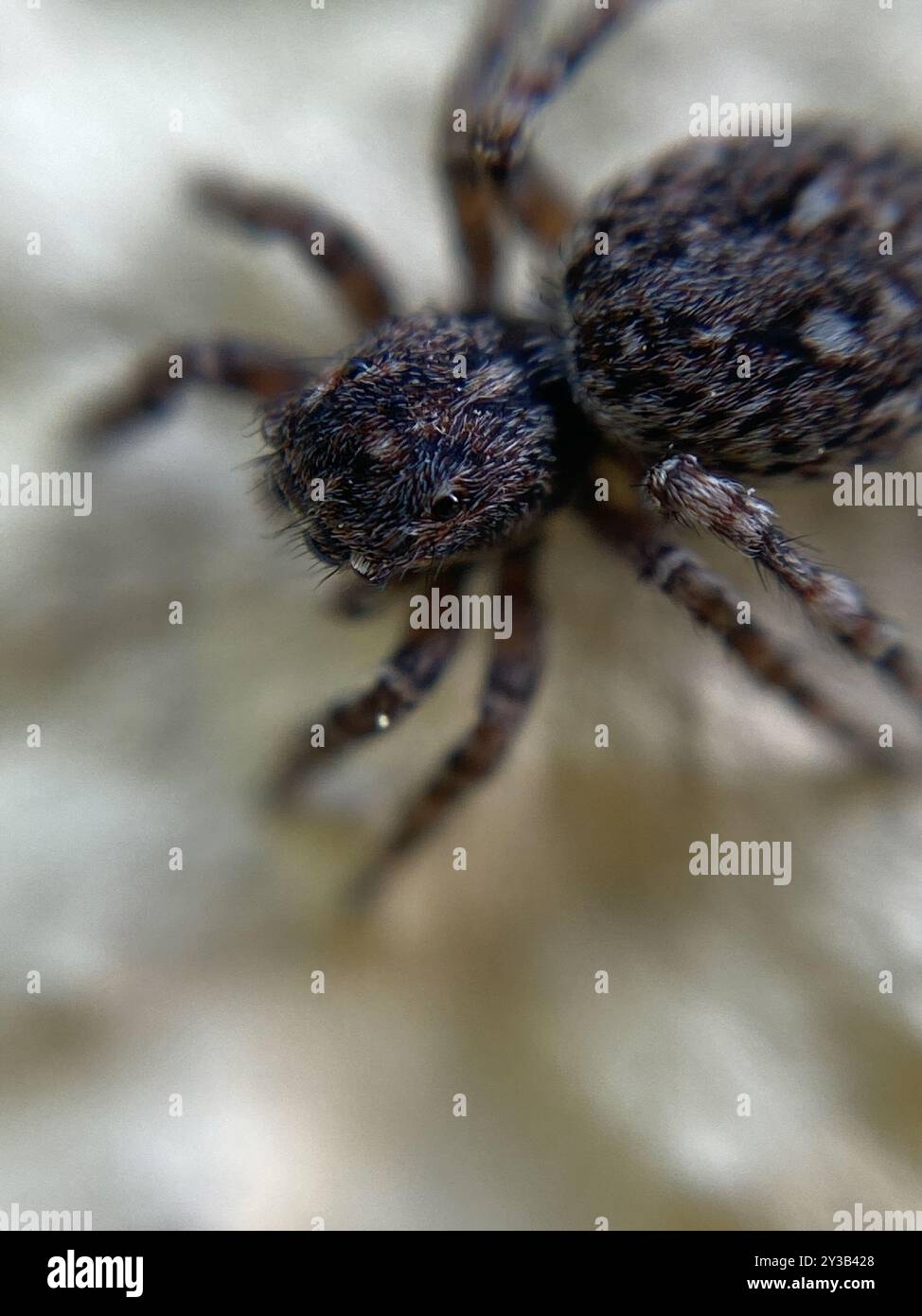 Downy jumping spider (Attulus pubescens) Arachnida Stock Photo - Alamy