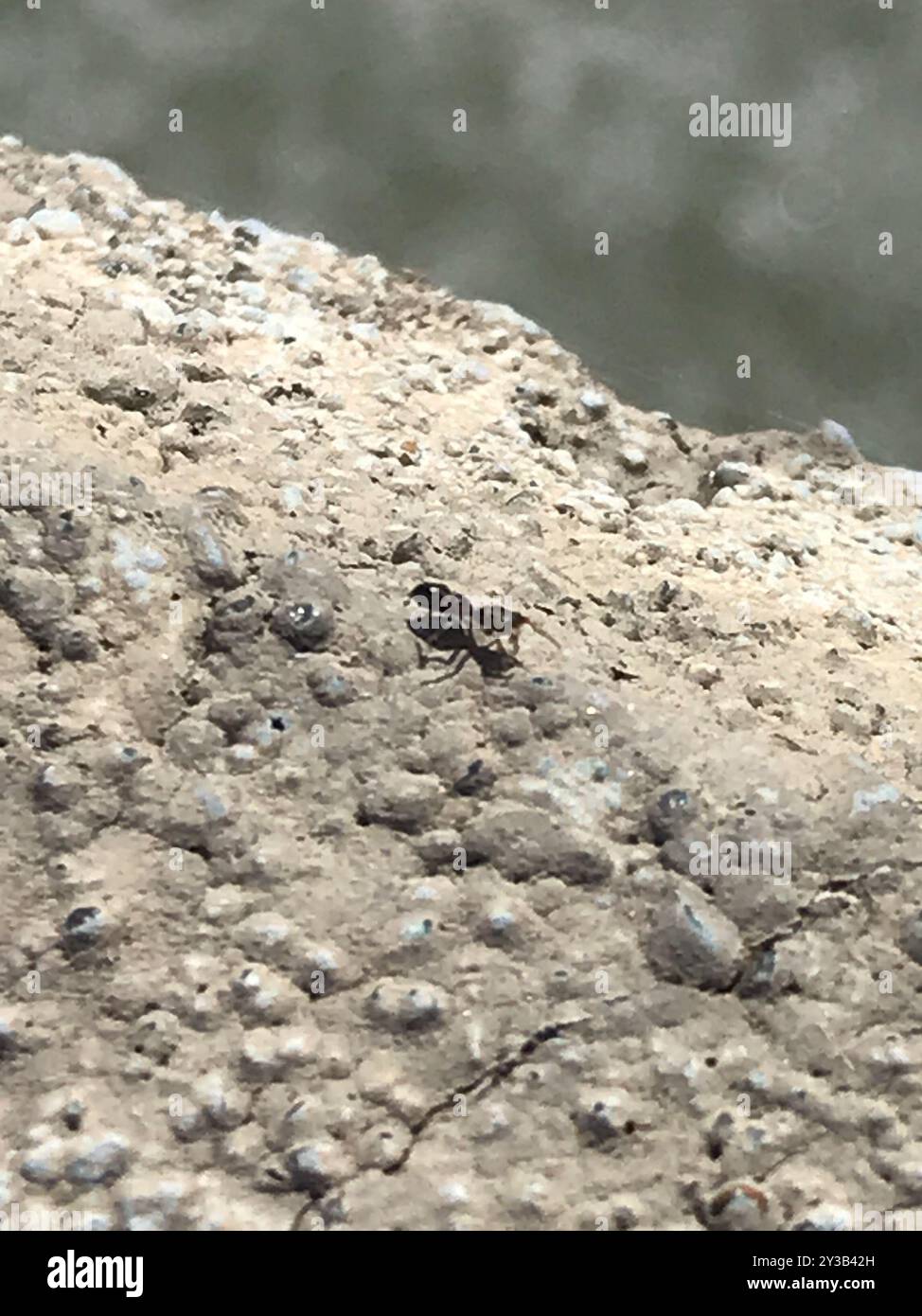 Spiders (Araneae) Arachnida Stock Photo - Alamy