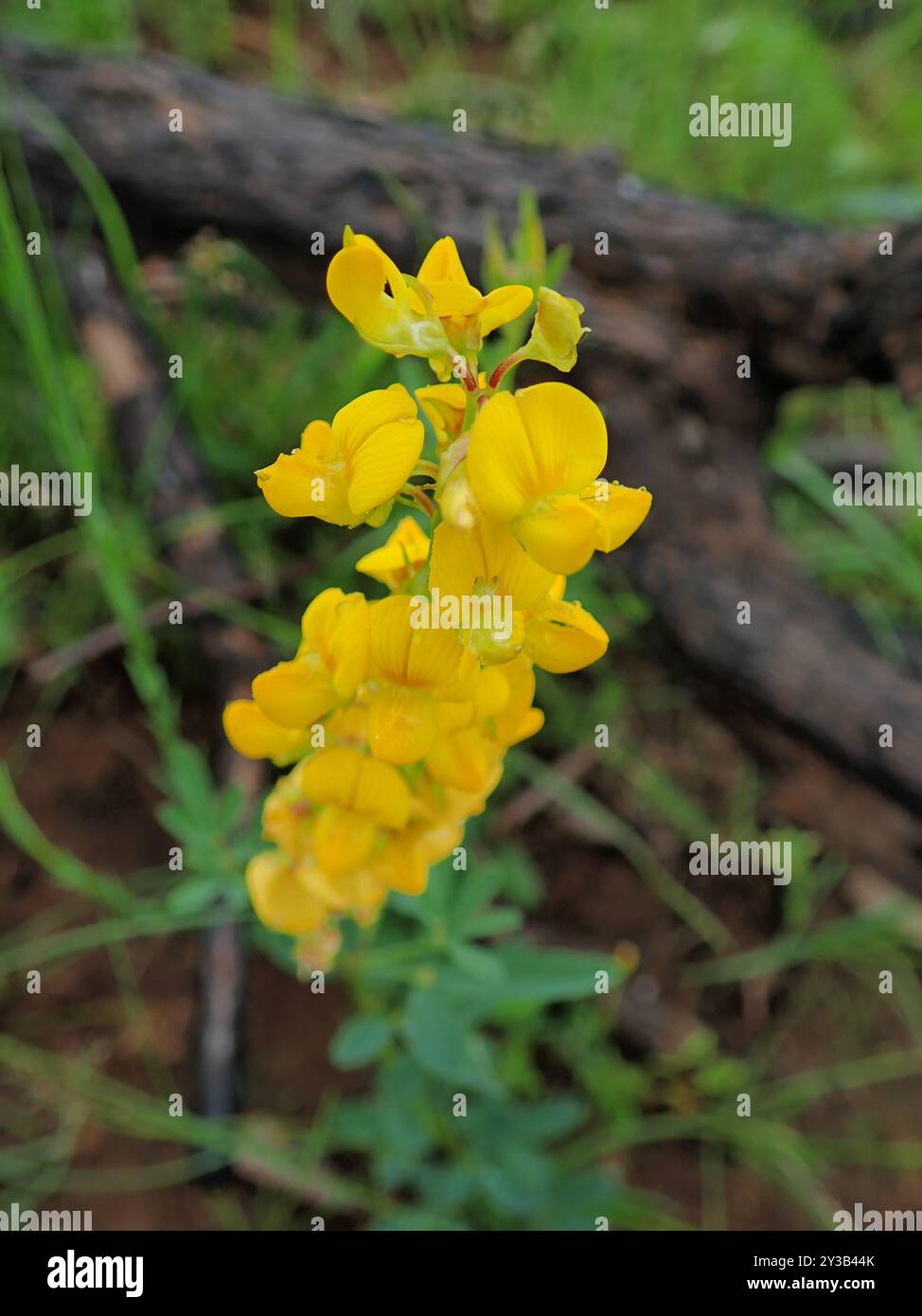 Round Pod Rattle Bush (Crotalaria globifera) Plantae Stock Photo - Alamy