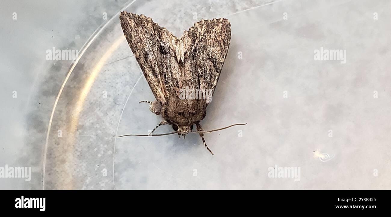 Confused Woodgrain Moth (Morrisonia confusa) Insecta Stock Photo - Alamy