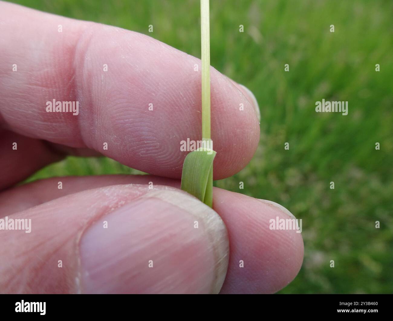 Smooth Meadow-grass (Poa pratensis) Plantae Stock Photo - Alamy