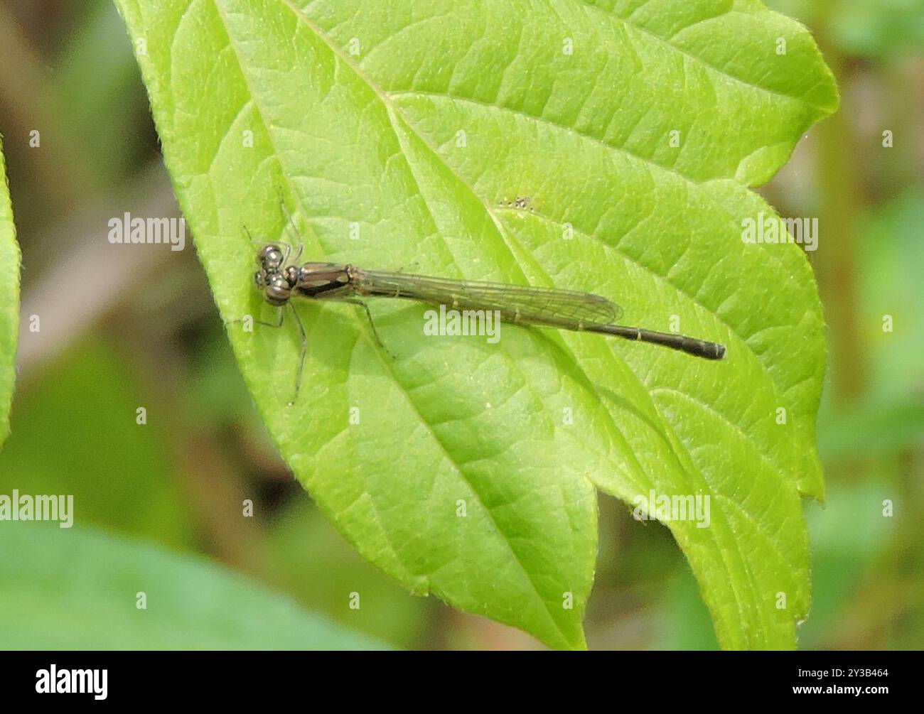 Fragile Forktail (Ischnura posita) Insecta Stock Photo - Alamy