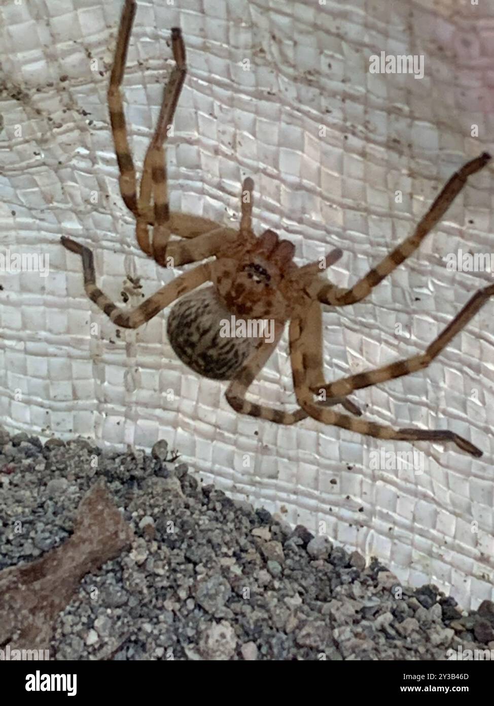 Walckenaer's Huntsman Spider (Eusparassus walckenaeri) Arachnida Stock ...