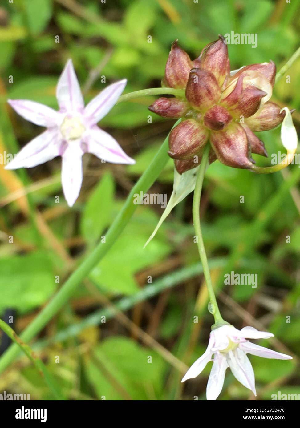 Canadian Meadow garlic (Allium canadense) Plantae Stock Photo - Alamy