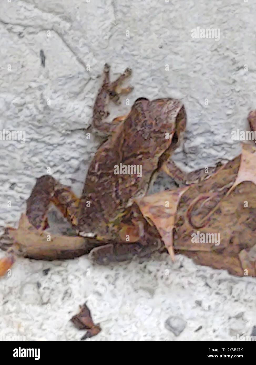 Spring Peeper (Pseudacris crucifer) Amphibia Stock Photo - Alamy