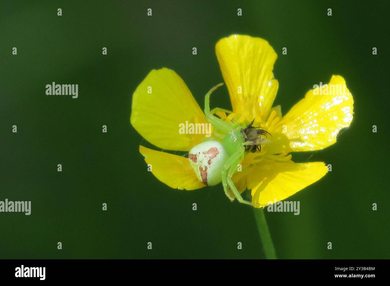 Ebrechtella tricuspidata hi-res stock photography and images - Alamy