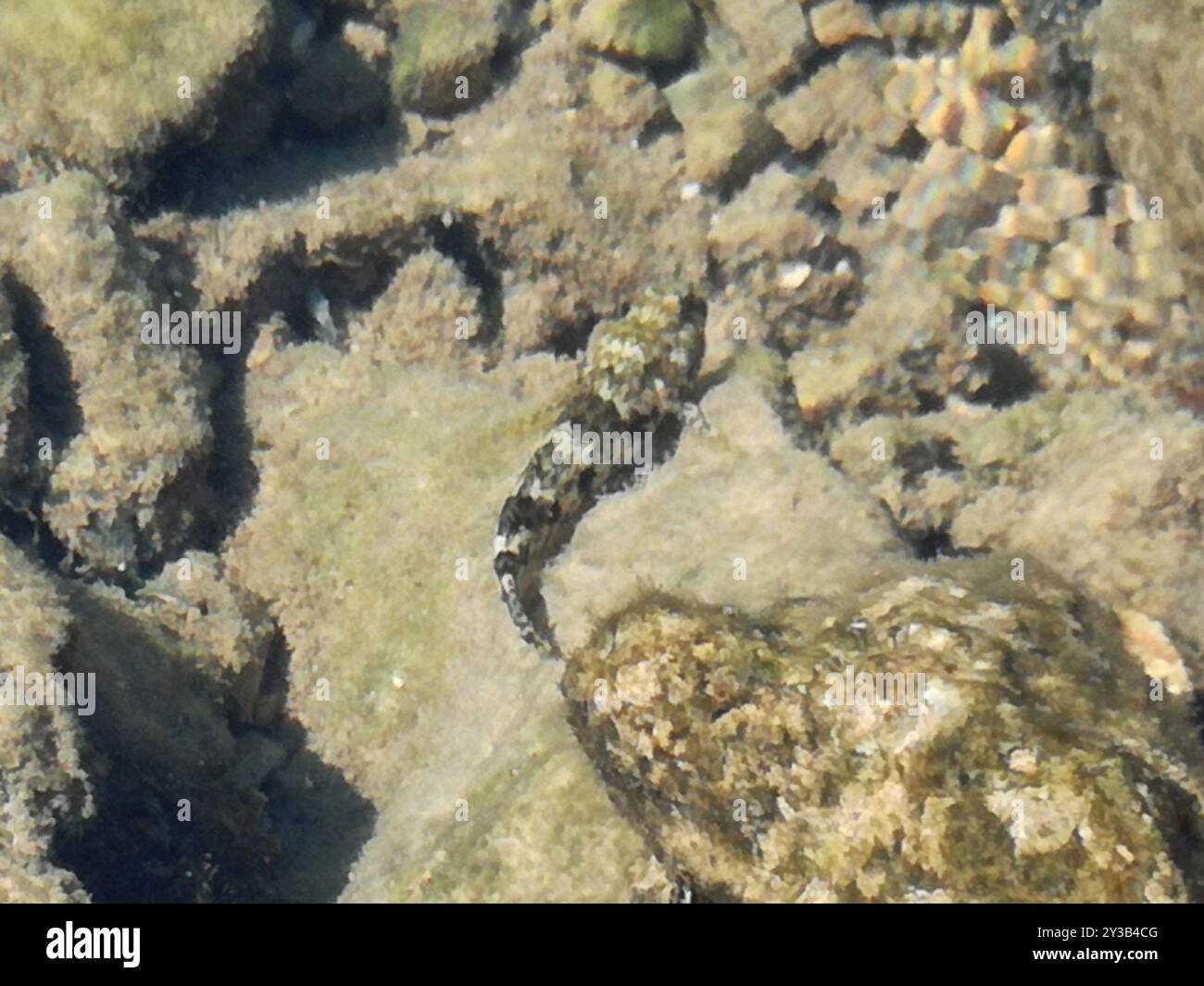 Giant Goby (Gobius cobitis) Actinopterygii Stock Photo - Alamy