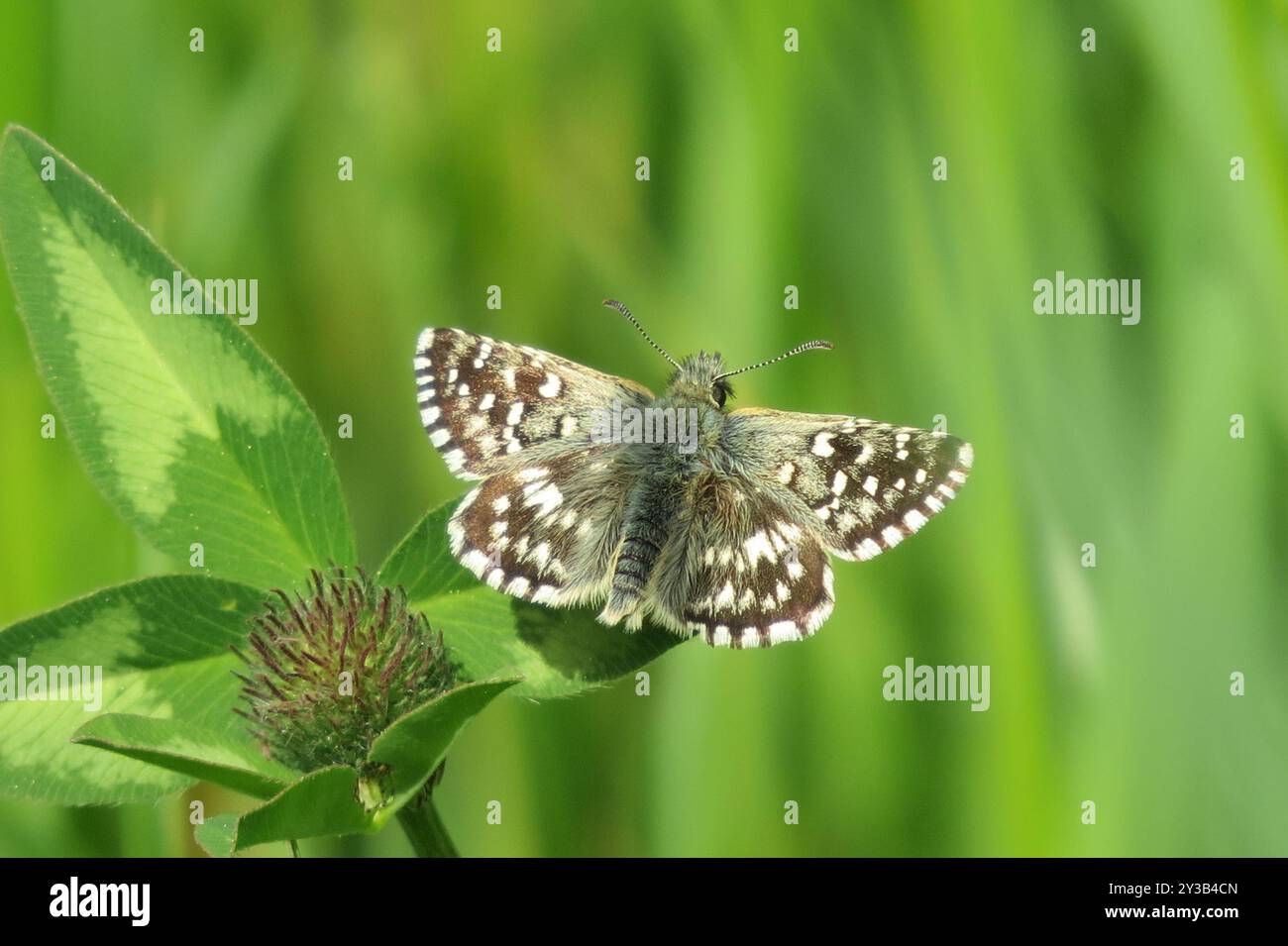 Southern Grizzled Skipper (Pyrgus malvoides) Insecta Stock Photo - Alamy
