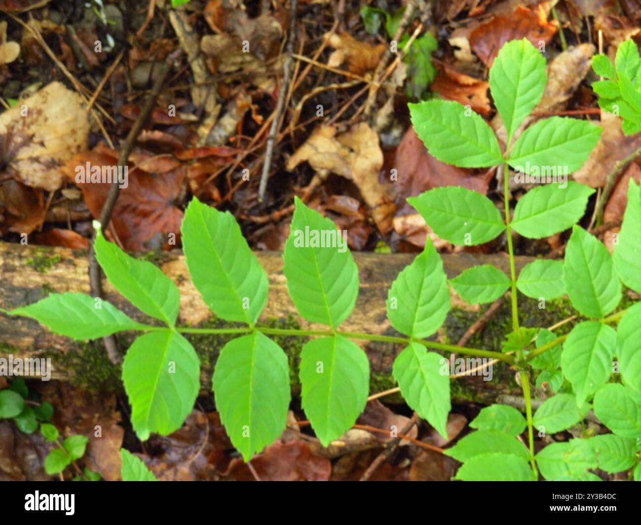 European ash (Fraxinus excelsior) Plantae Stock Photo - Alamy